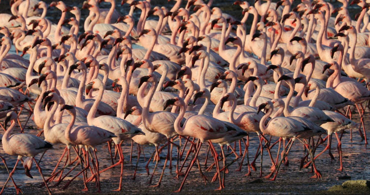 Book Your Seat on the PhotoPills Expedition to Namibia’s Diamond Coast ...